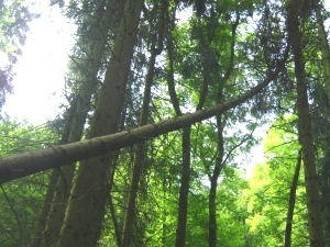 Ecologist’s Diary with Richard Beason: If a tree falls in the forest ...