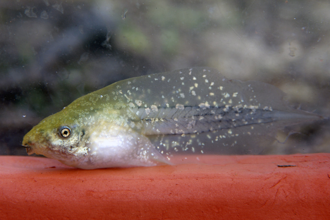 Tail-clipped tadpoles result in shorter-limbed metamorphs – Functional ...