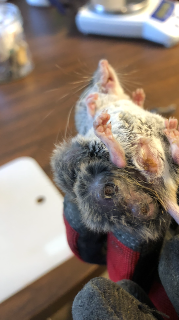 Mountains, mice and the impacts of infection – Functional Ecologists
