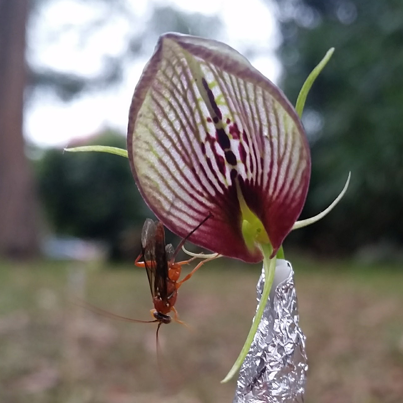 Amy L. Brunton Martin: Sexually deceptive orchids elicit sperm wastage ...