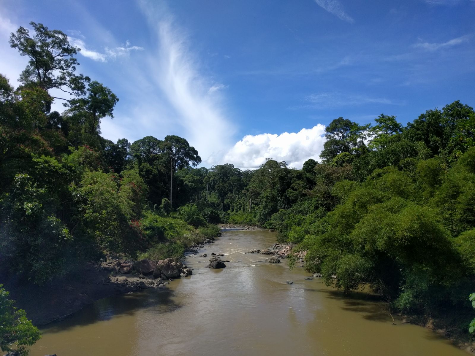 Simone Messina: Effects of logging on stress levels of birds in Borneo ...