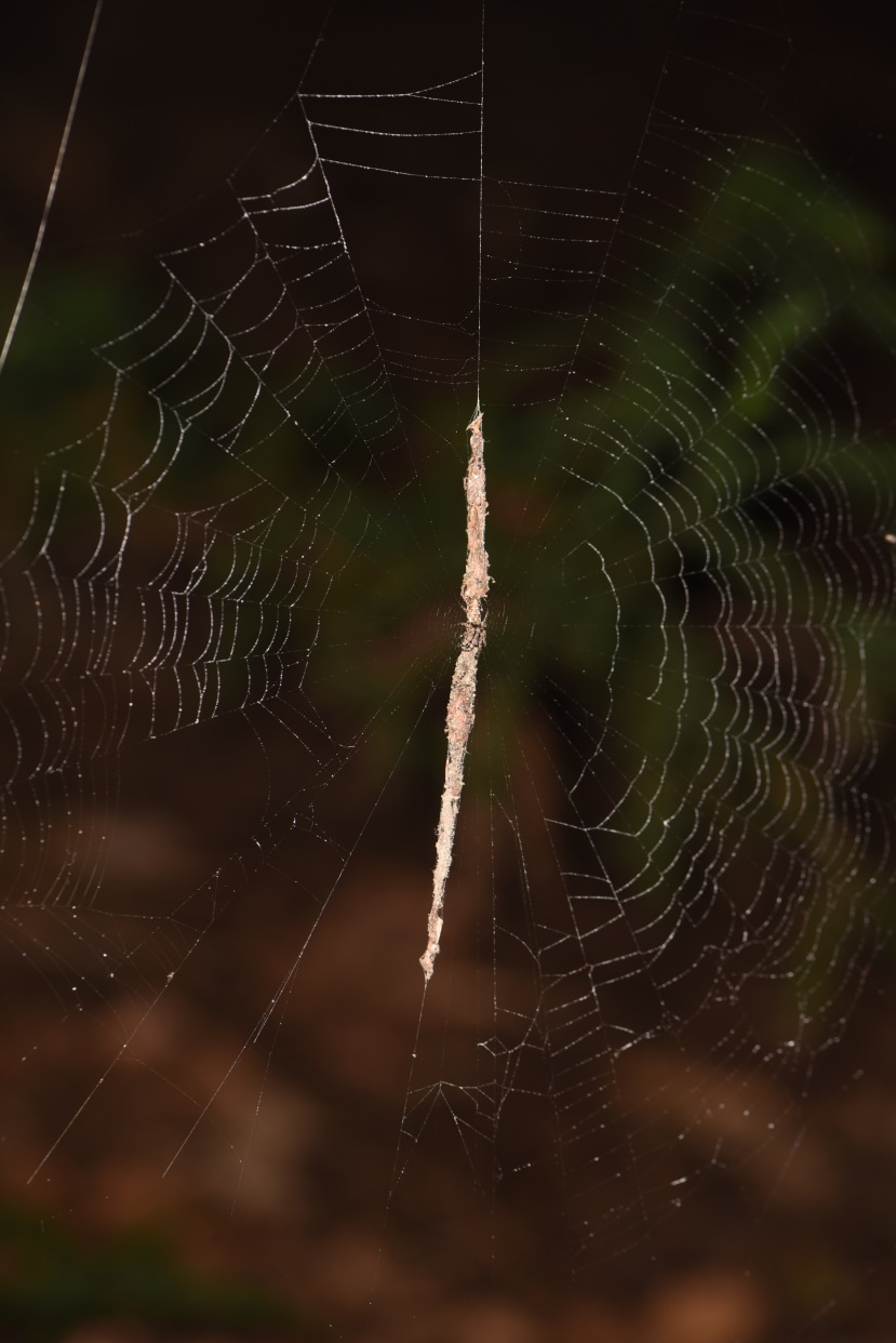 Shichang Zhang: Spiders, detritus decorations and avoiding predators – Functional Ecologists