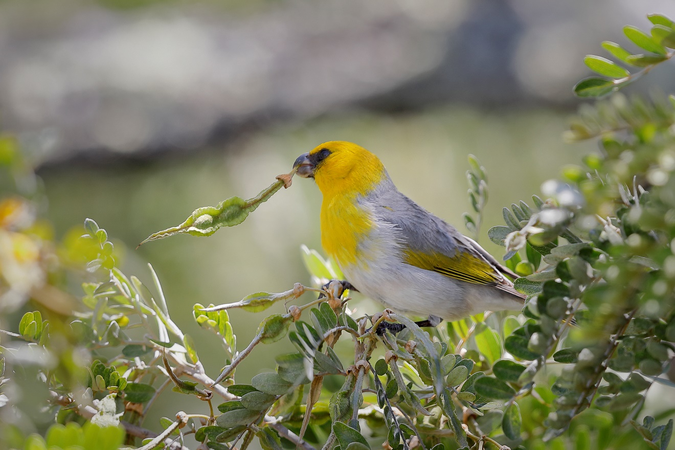 Jo Carpenter: Can introduced seed predators compensate for the loss of ...