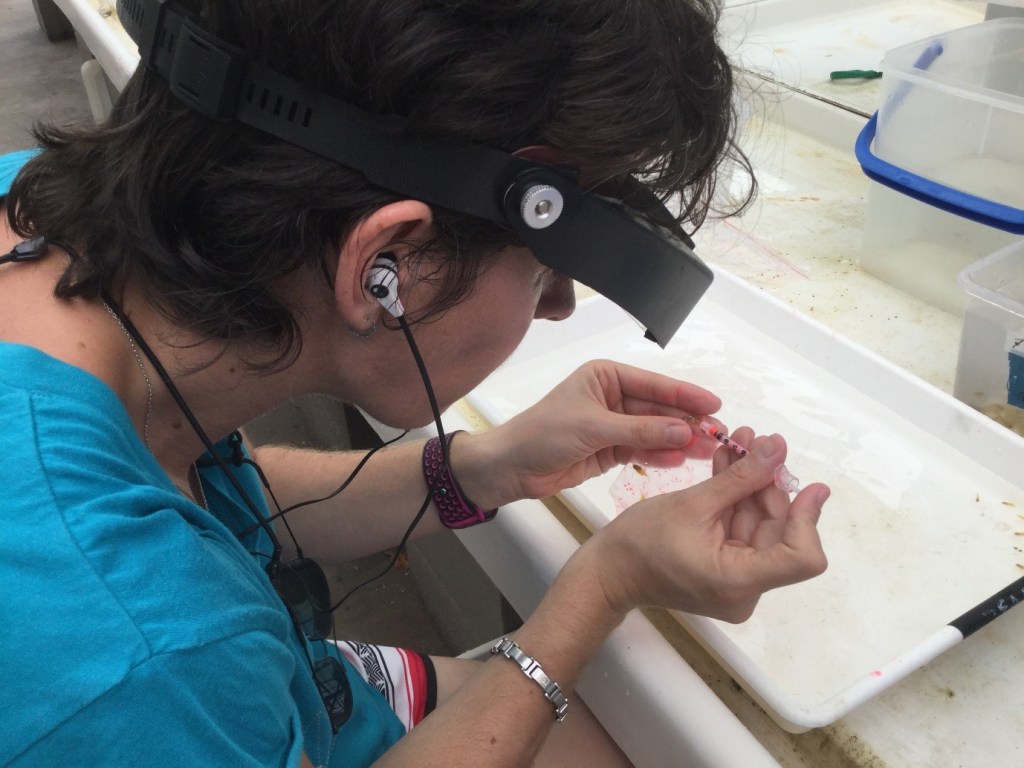 Maud Ferrari: Sharing predation cues in degraded coral reefs ...