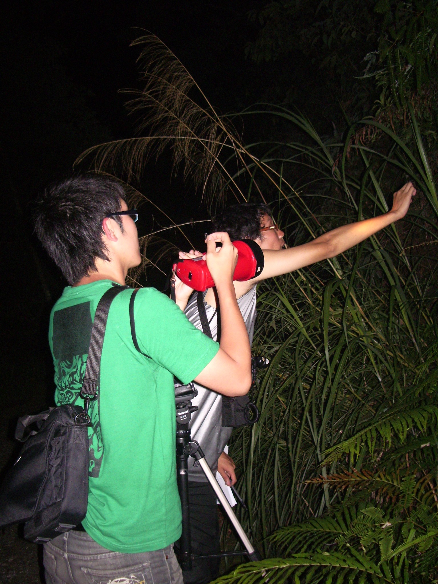 Po Peng: How spiders use colour and contrast to attract prey ...