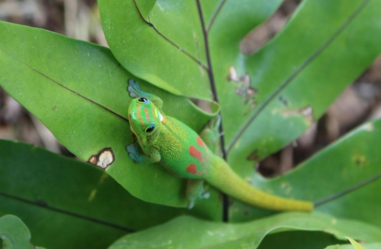 Amber Wright: Sticky toes and grippy claws – Functional Ecologists