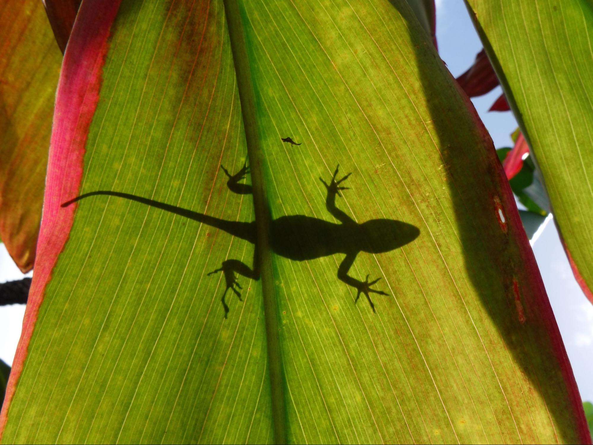 Amber Wright: Sticky toes and grippy claws – Functional Ecologists