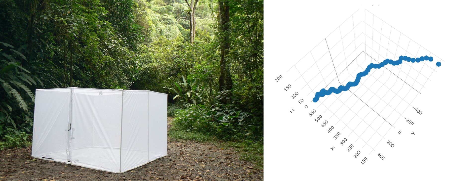 Insect mimicry: more than meets the eye – Functional Ecologists