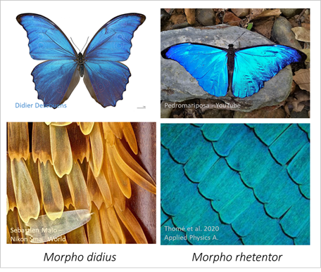 When Animals Wear Iridescence – Functional Ecologists