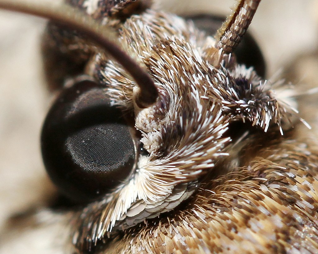 Convergent optical illusions in colourful creatures – Functional Ecologists