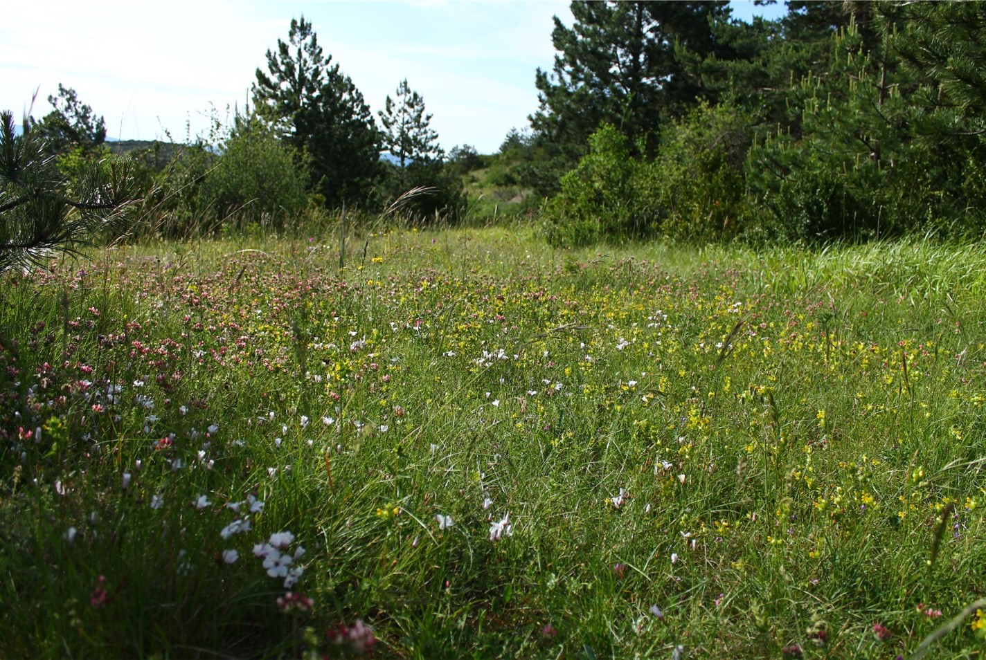 Natasha de Manincor: Geographical floral scent variation depends on ...