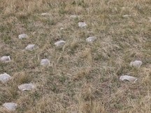 picture-2 – Functional Ecologists