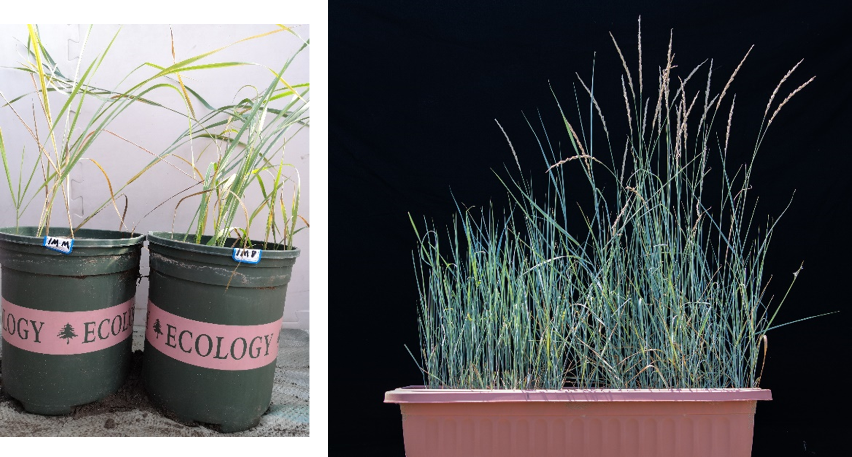 Jian-Yong Wang: What role do clonal plants play in our ecosystems ...