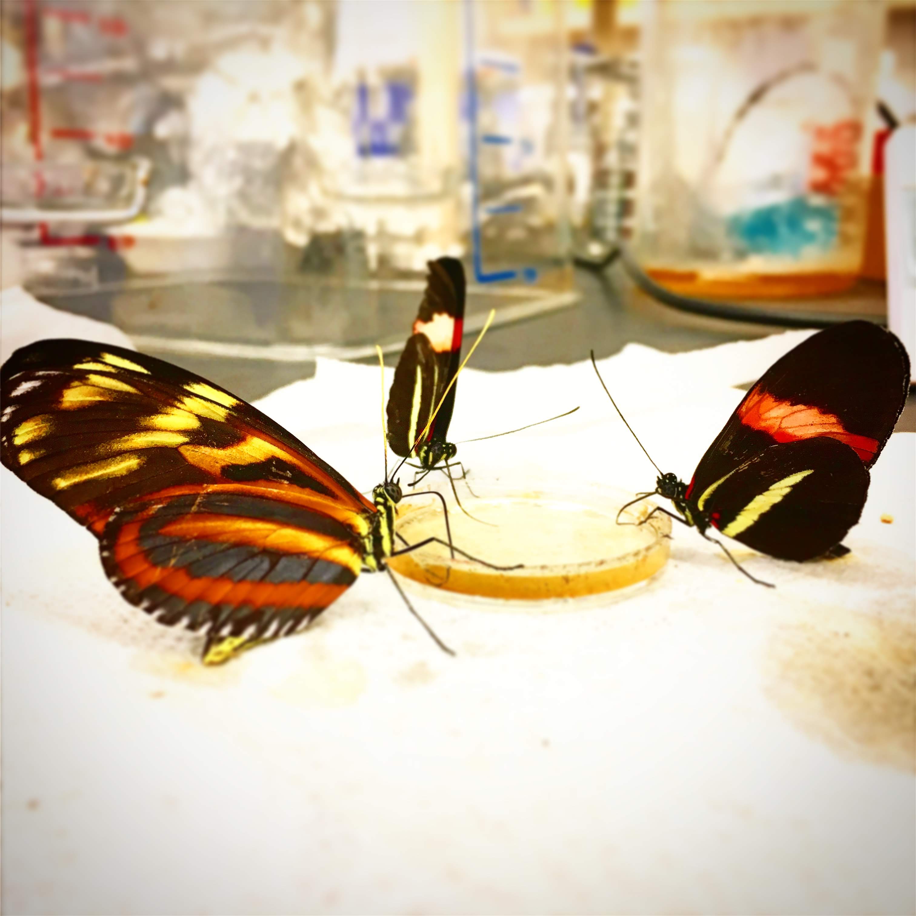 Kyle McCulloch: Harmony – Functional Ecologists