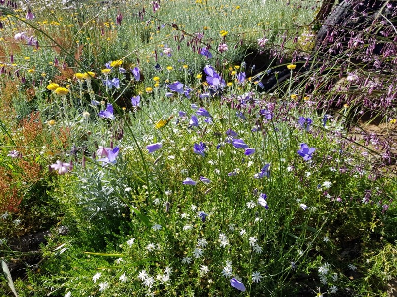 Pieter Arnold: How an alpine plant species responds to temperature ...