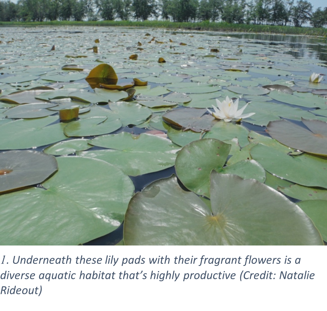 Natalie K. Rideout: Sifting through the wetland muck to examine links ...