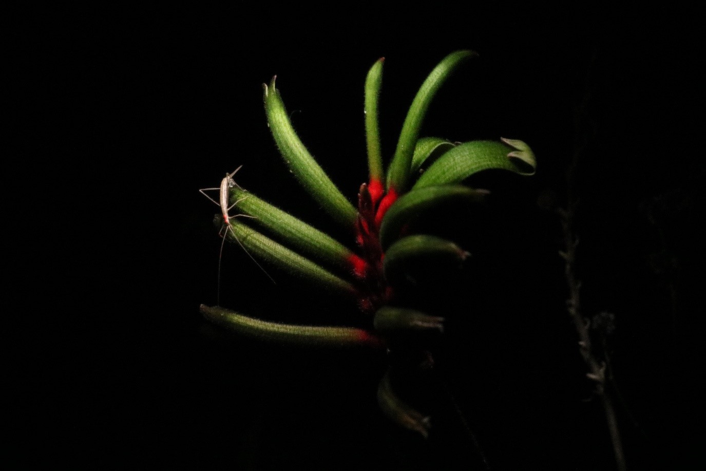 Robin Hare: Notes on a pollen-based sexual economy – Functional Ecologists