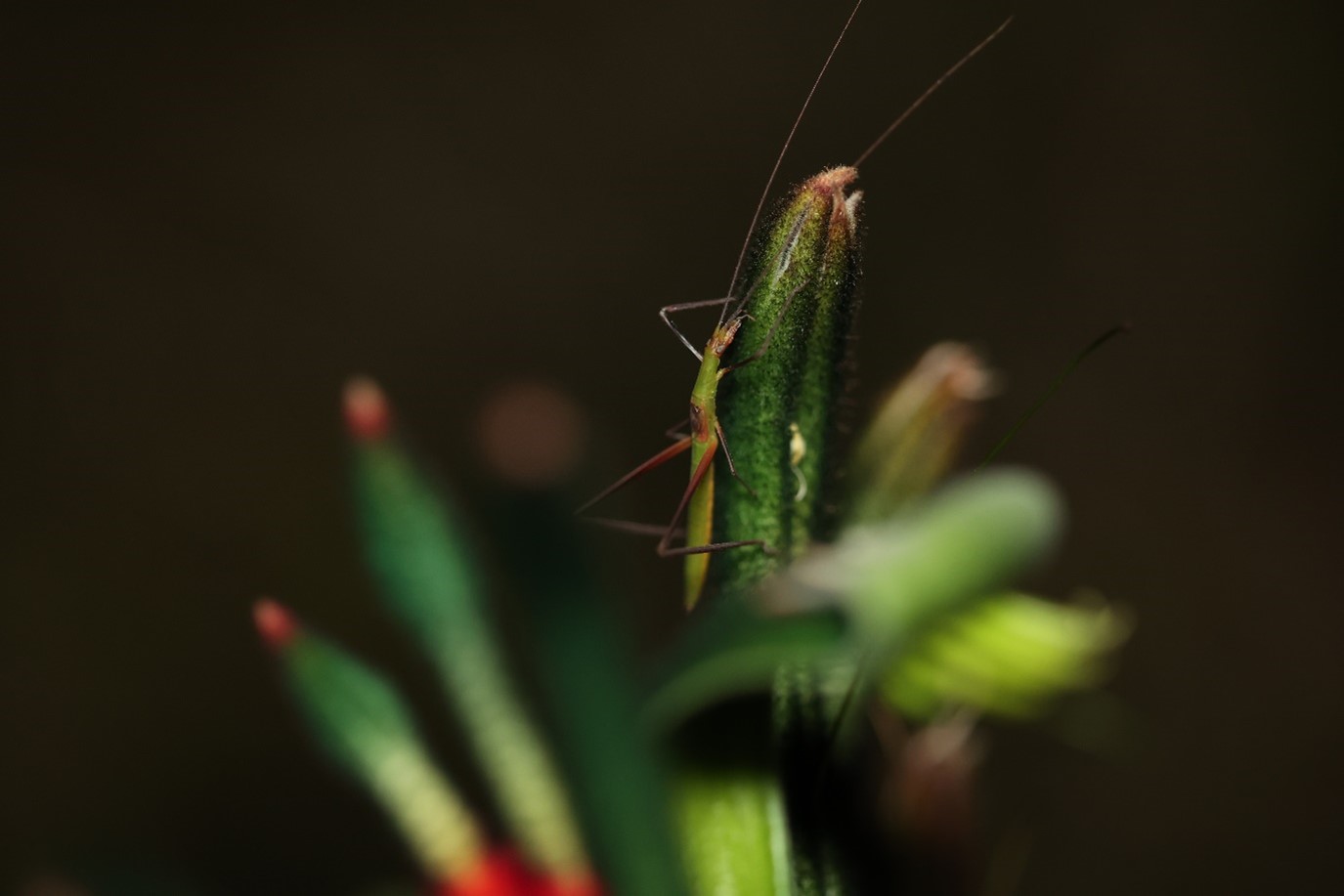 Robin Hare: Notes on a pollen-based sexual economy – Functional Ecologists