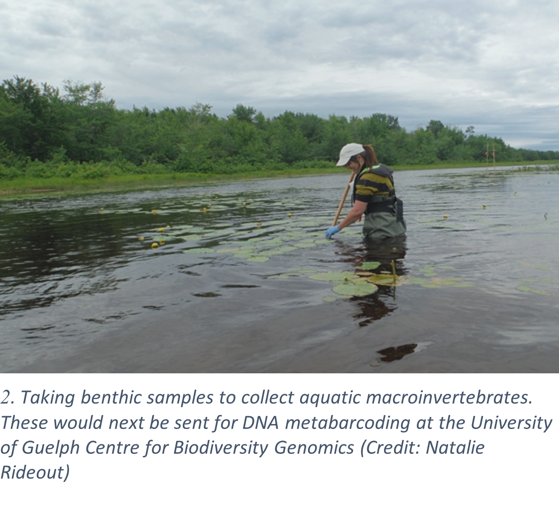 Natalie K. Rideout: Sifting through the wetland muck to examine links between habitat ...