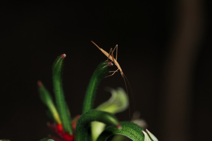 Robin Hare: Notes on a pollen-based sexual economy – Functional Ecologists