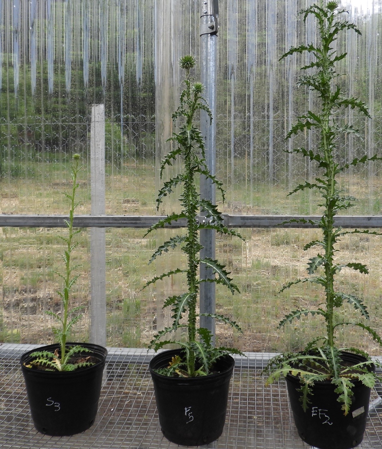 María Natalia Lescano: The complex role of bottom-up cascading effects ...