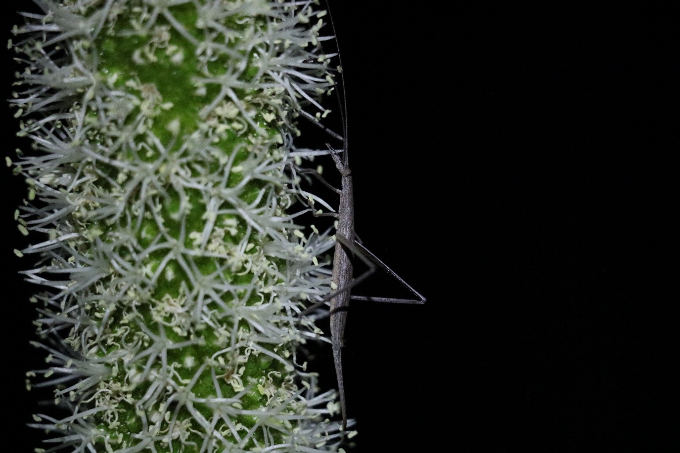 Robin Hare: Notes on a pollen-based sexual economy – Functional Ecologists
