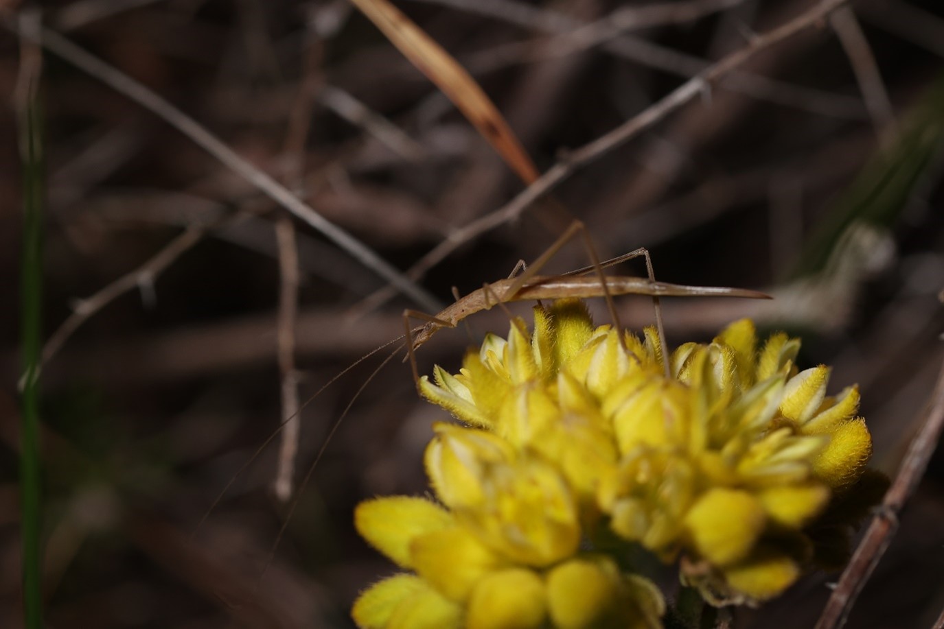 Robin Hare: Notes on a pollen-based sexual economy – Functional Ecologists