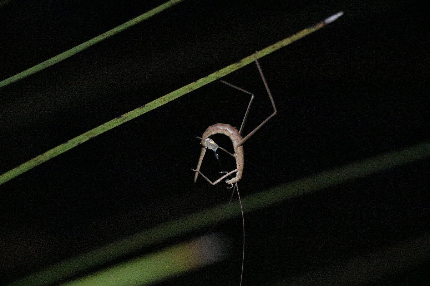 Robin Hare: Notes on a pollen-based sexual economy – Functional Ecologists
