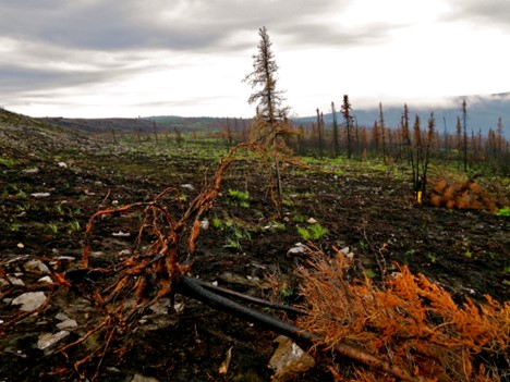 Rebecca Hewitt: A focus on root-associated fungi informs predictions of ...