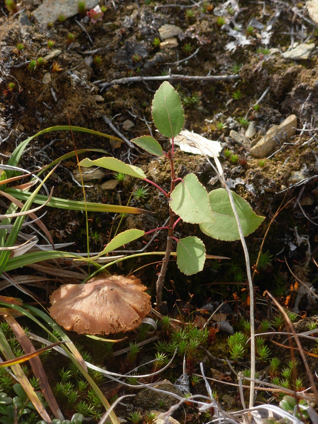 Rebecca Hewitt: A focus on root-associated fungi informs predictions of ...
