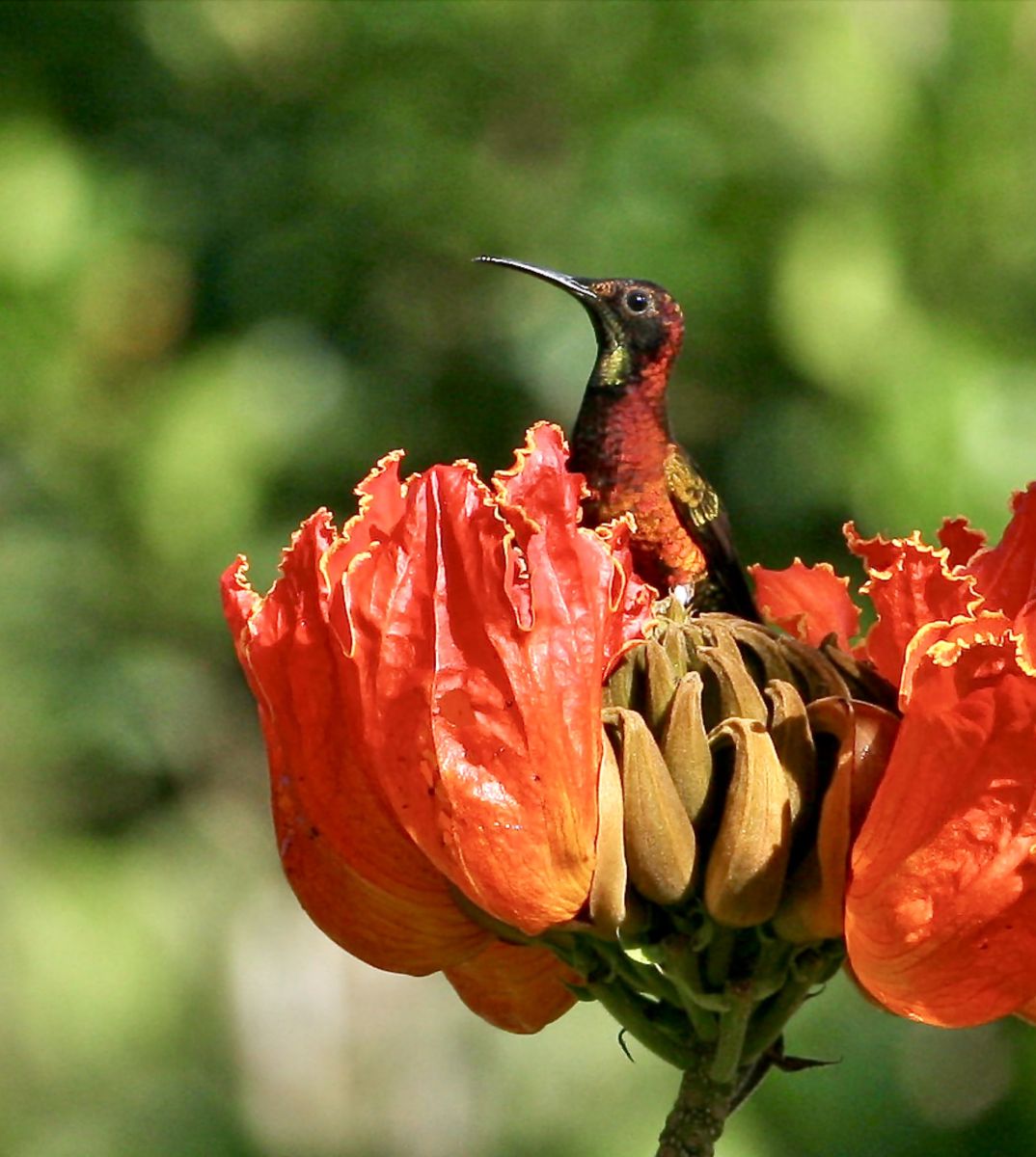 Animal Functional Traits: A Functional Ecology Special Focus – Functional Ecologists