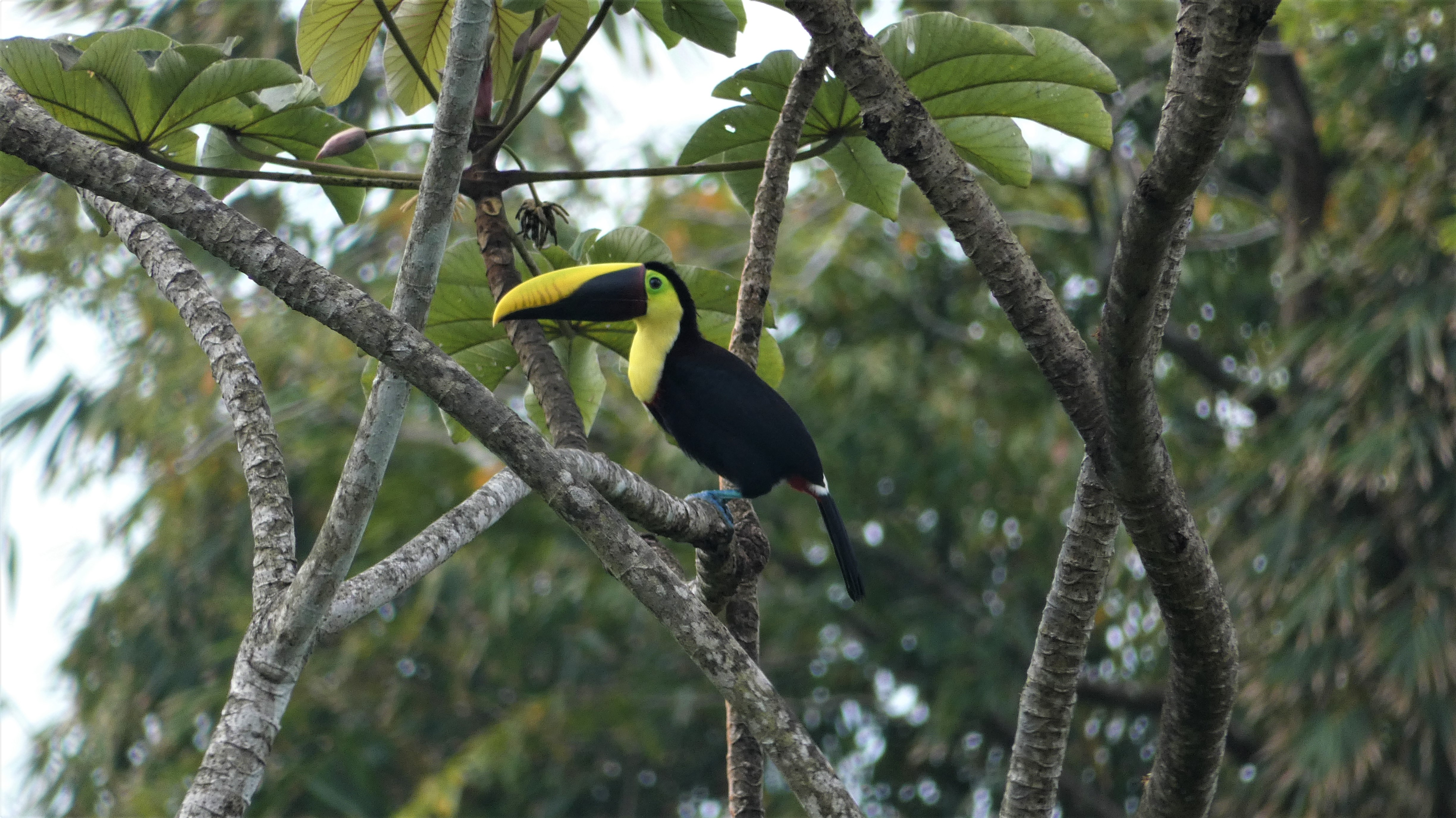Animal Functional Traits: A Functional Ecology Special Focus ...