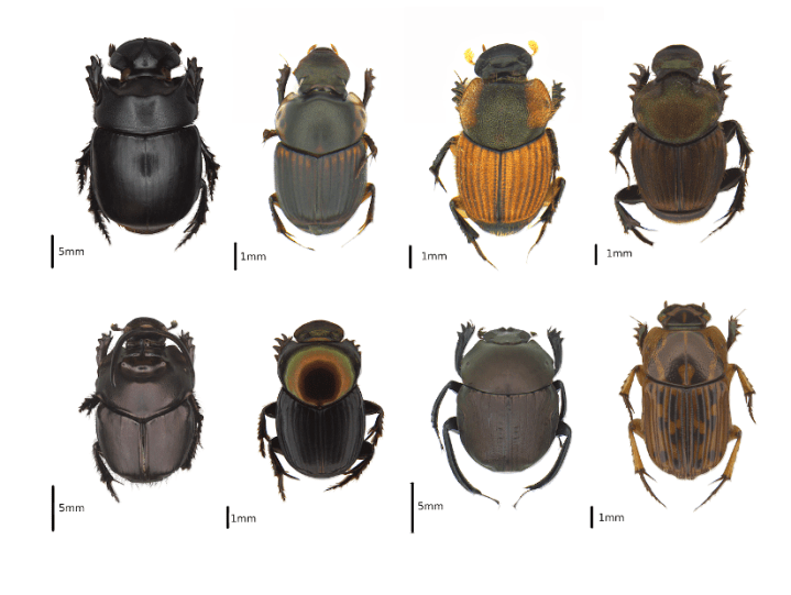 Animal Functional Traits: A Functional Ecology Special Focus ...