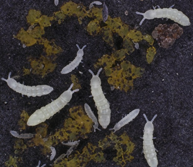 Animal Functional Traits: A Functional Ecology Special Focus ...