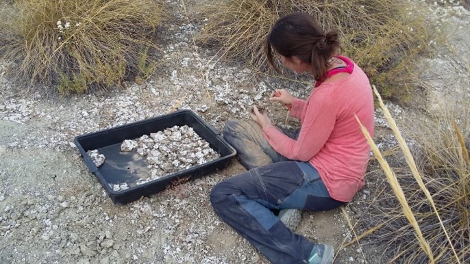 Laura Ortiz Díaz: Biological soil crusts and neighbour plants strongly affects annual plants ...