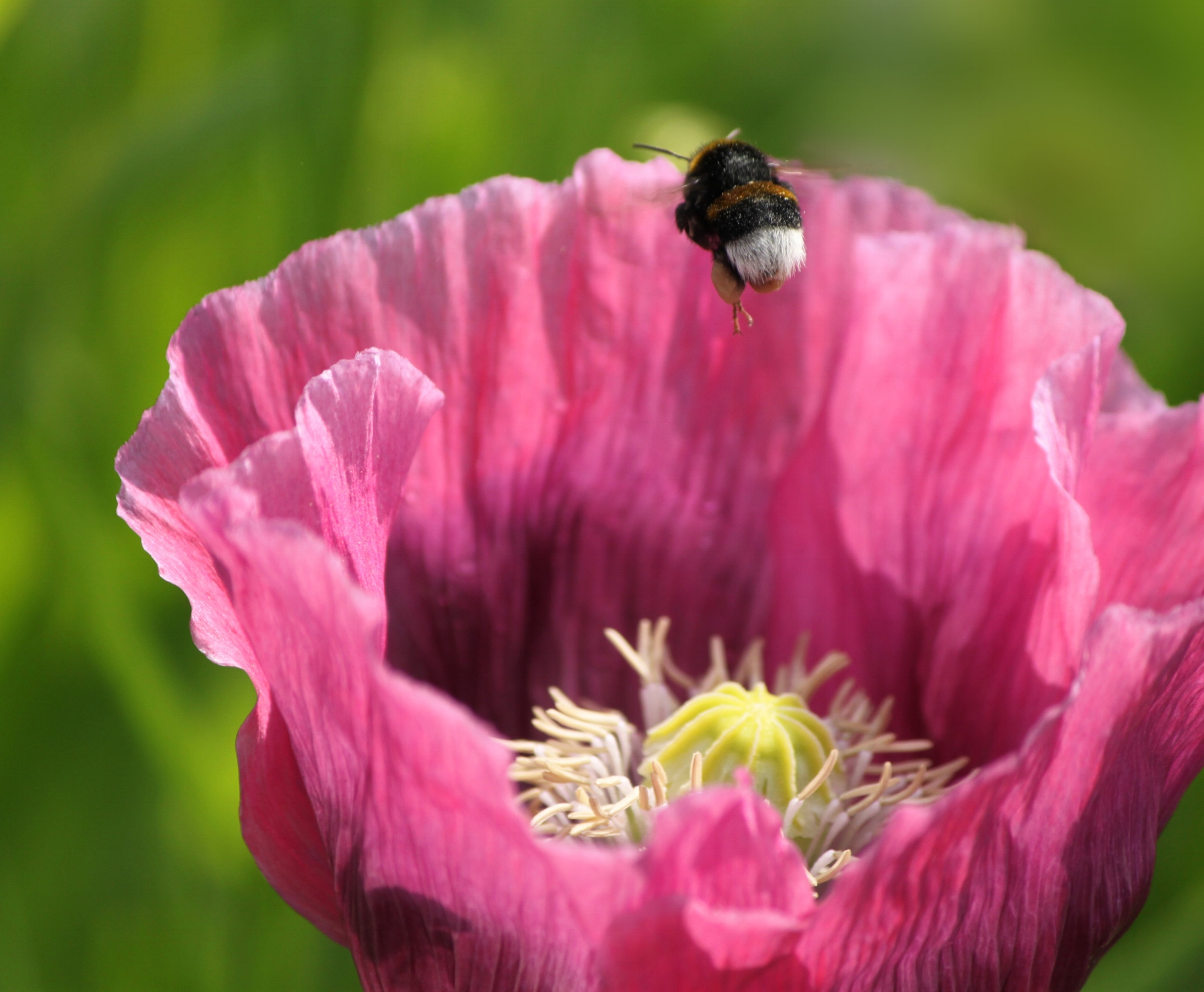 Flower patterns improve foraging efficiency in bumblebees by guiding approach flight and landing ...