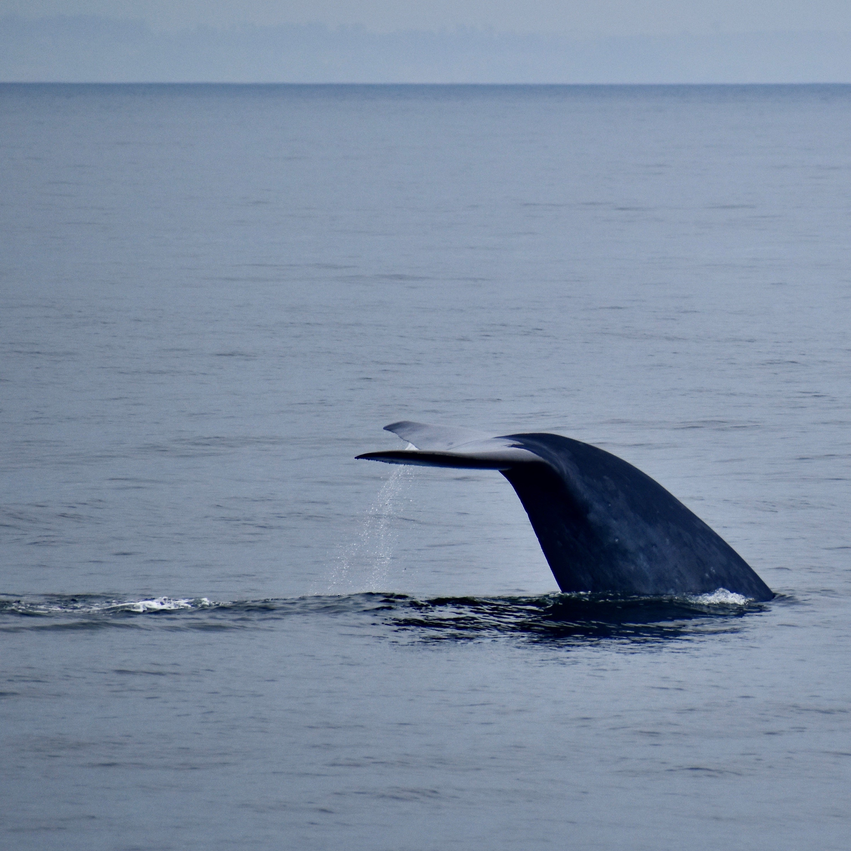 Acoustic signature reveals blue whales tune life history transitions to ...