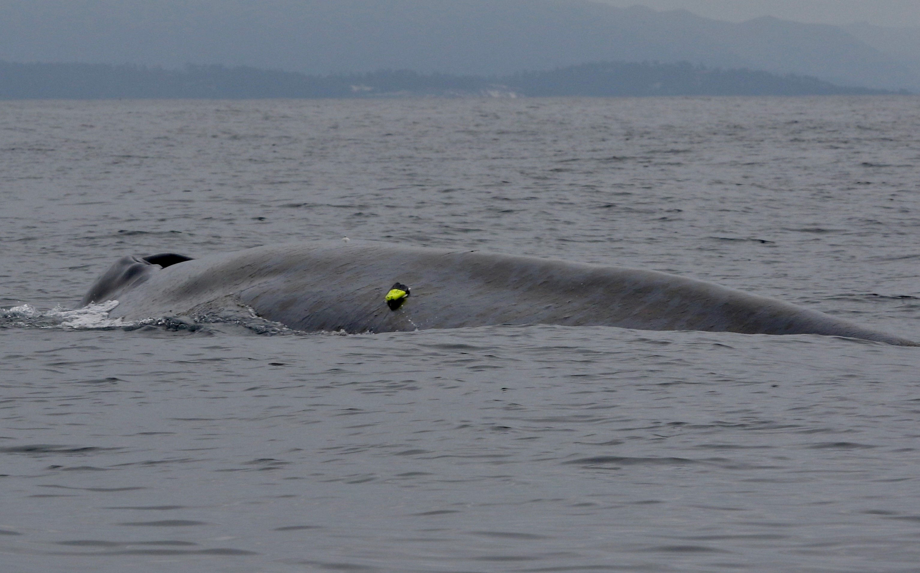 Acoustic signature reveals blue whales tune life history transitions to ...