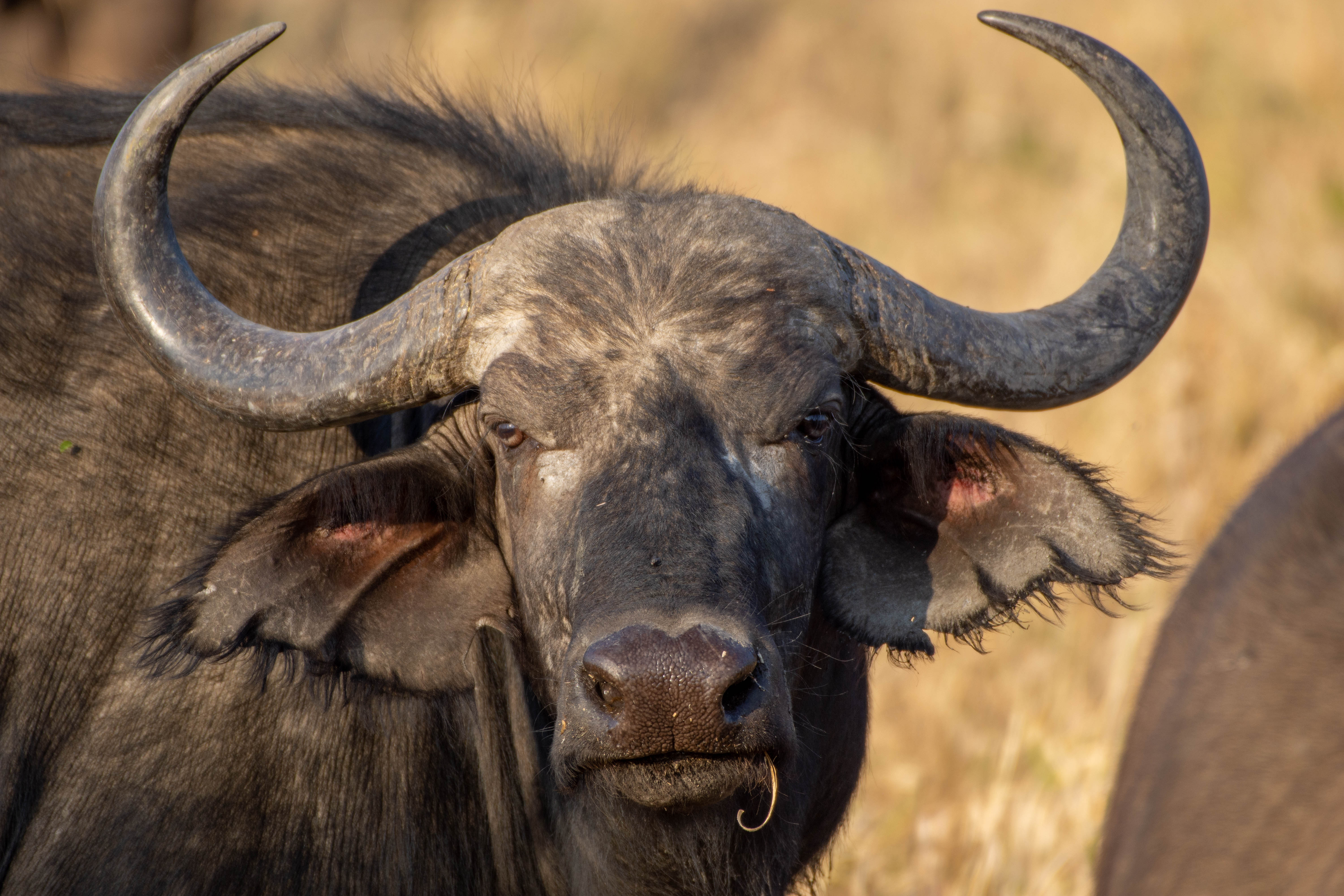 Mechanisms and consequences of infection-induced phenotypes: A Functional Ecology and Journal of ...