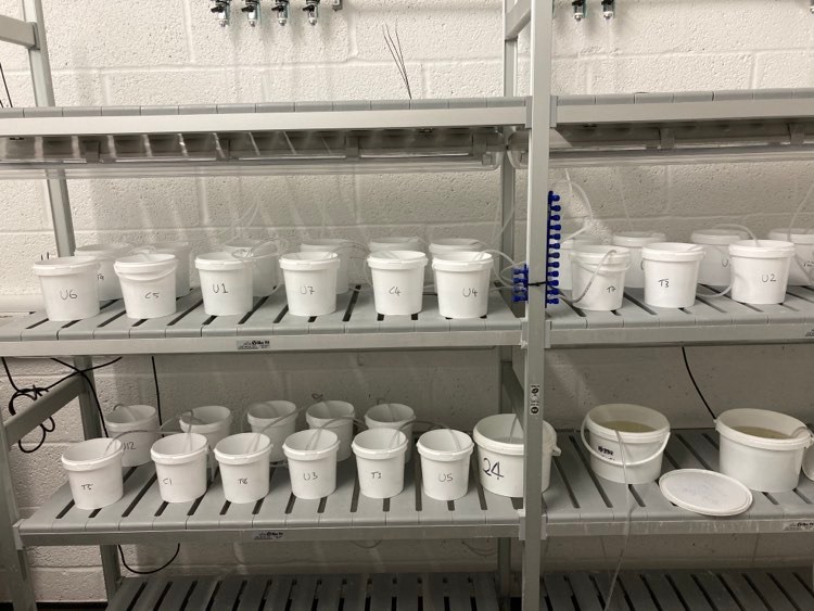 Joshua Brian: Parasites flex their mussels to influence ecosystem ...