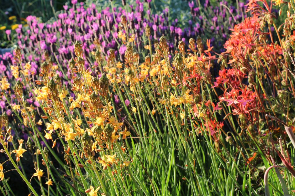 Matthew Gilbert: Flowers of a South African succulent plant predict ...