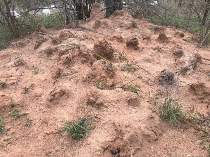 Alice Walker: Indirect control of decomposition by an invertebrate predator – Functional Ecologists