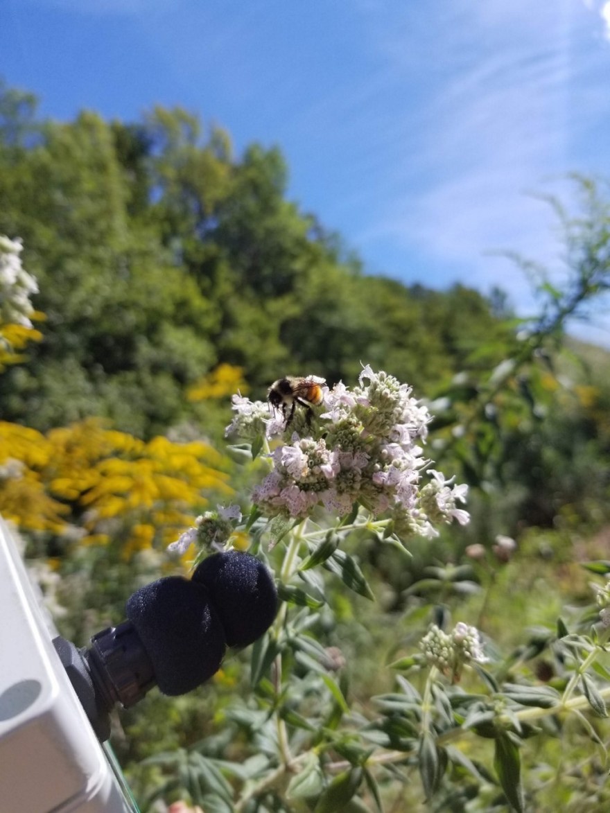 Laura Figueroa: Bees, flowers, and beyond—One researcher’s path to ...