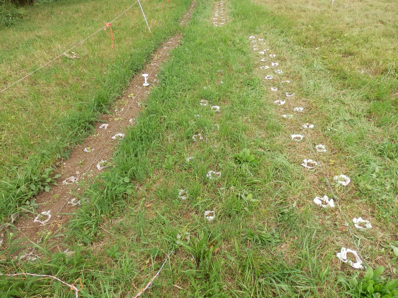 Eva Janíková: How to find species potentially able to withstand the specific conditions of a ...