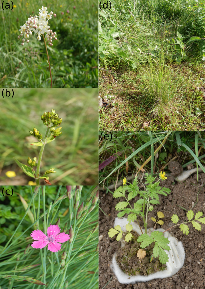 Eva Janíková: How to find species potentially able to withstand the ...