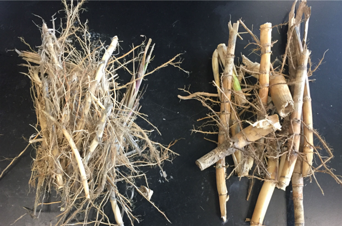 Explore the root advantages of invasive plants under nutrient ...