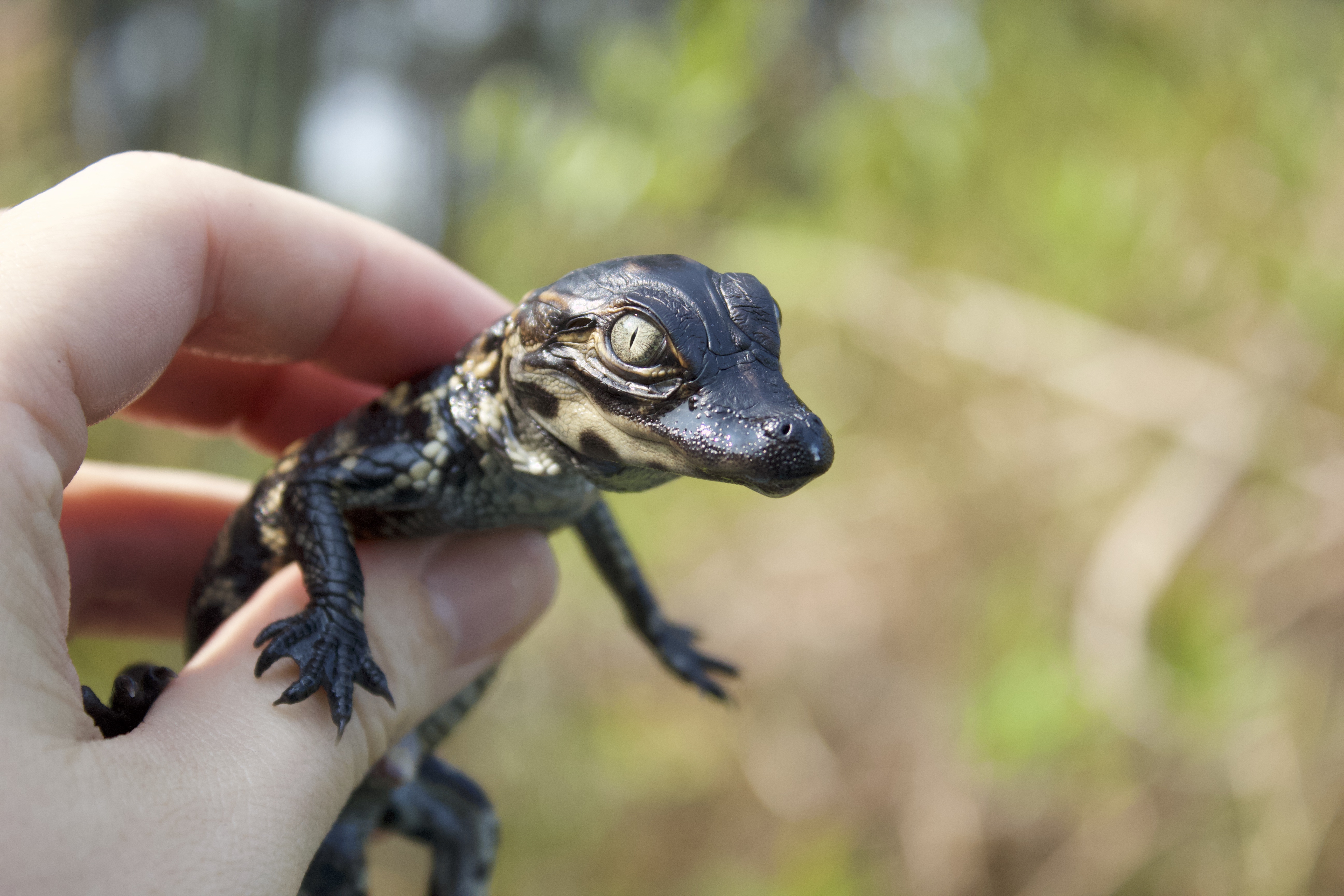 Samantha Bock: A long-standing evolutionary mystery: Why does ...