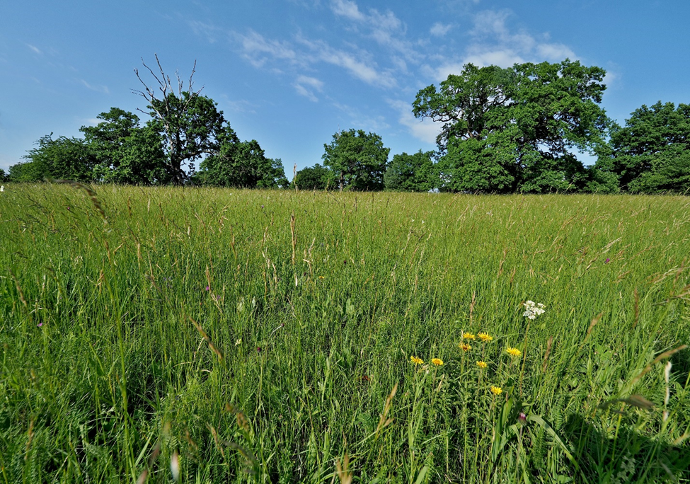 Curtis Lubbe: Going Belowground in Central European Meadows ...