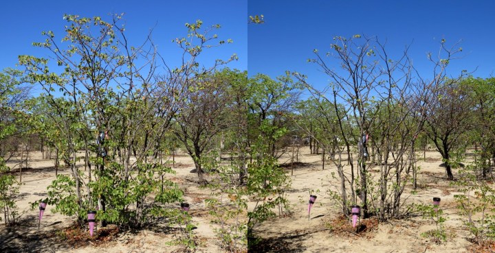 Tim Herkenrath: Hungry herbivores and thirsty plants: How does wildlife ...