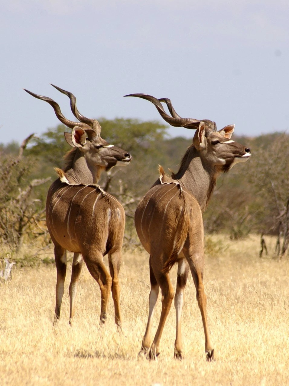 Behind the paper – Functional Ecologists